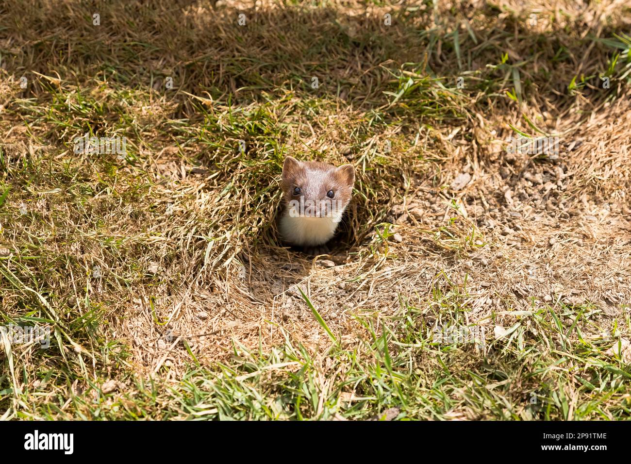 Stoat (Mustela erminea) Coming out of its Burrow Stock Photo - Alamy