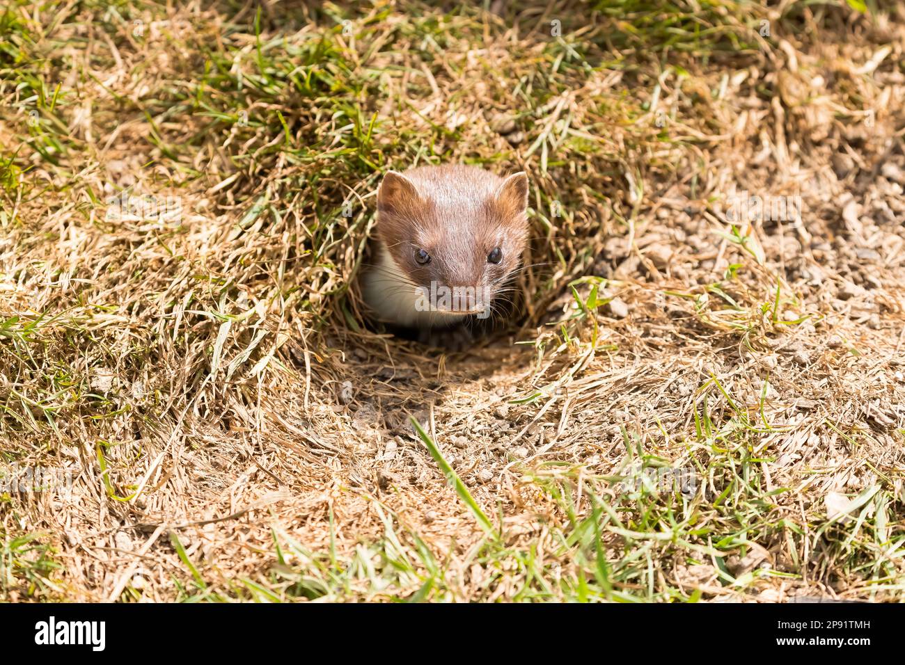 Stoat (Mustela erminea) Coming out of its Burrow Stock Photo - Alamy