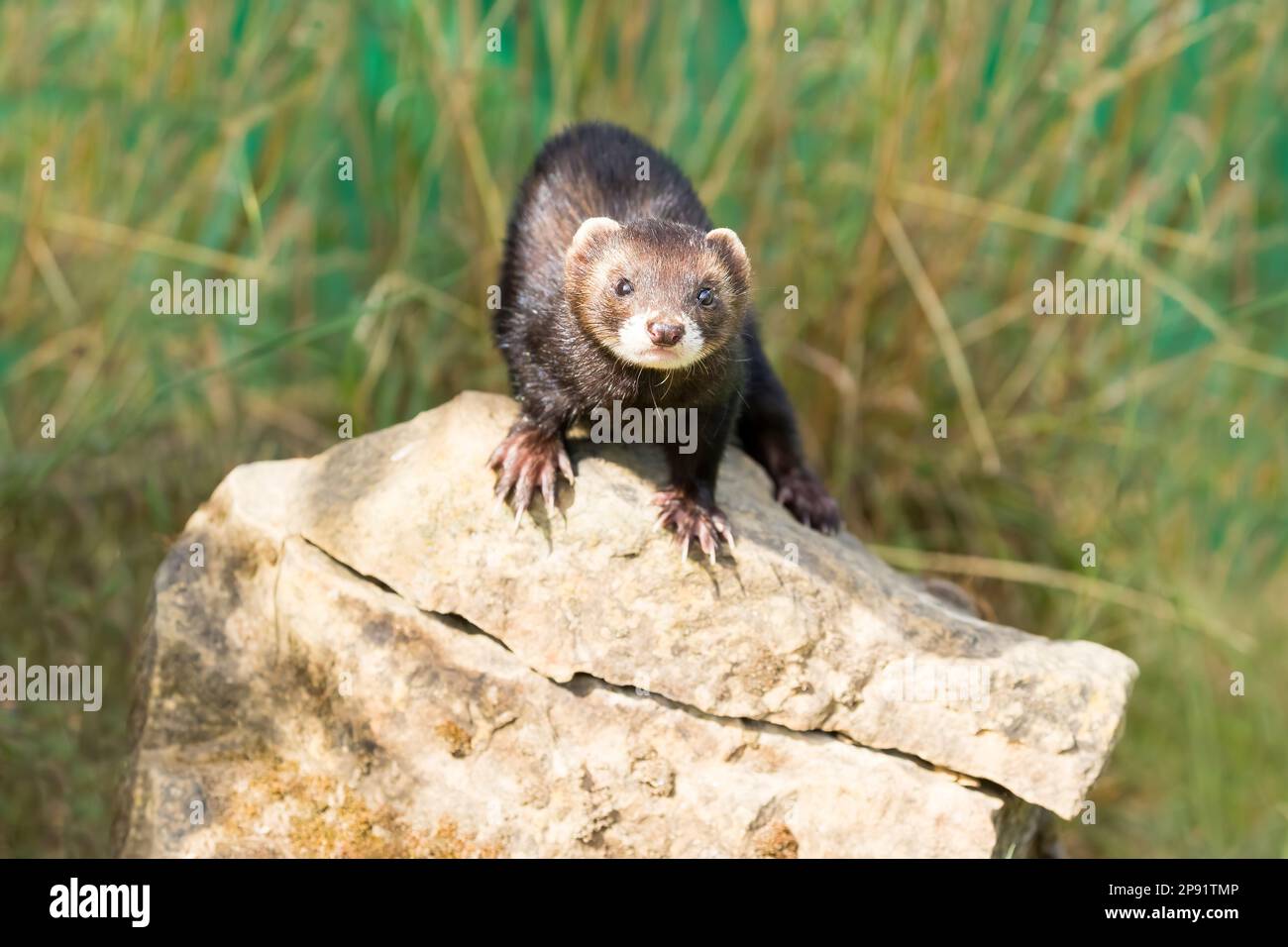European Polecat (Mustela putorius) Standing on a Rock Stock Photo - Alamy