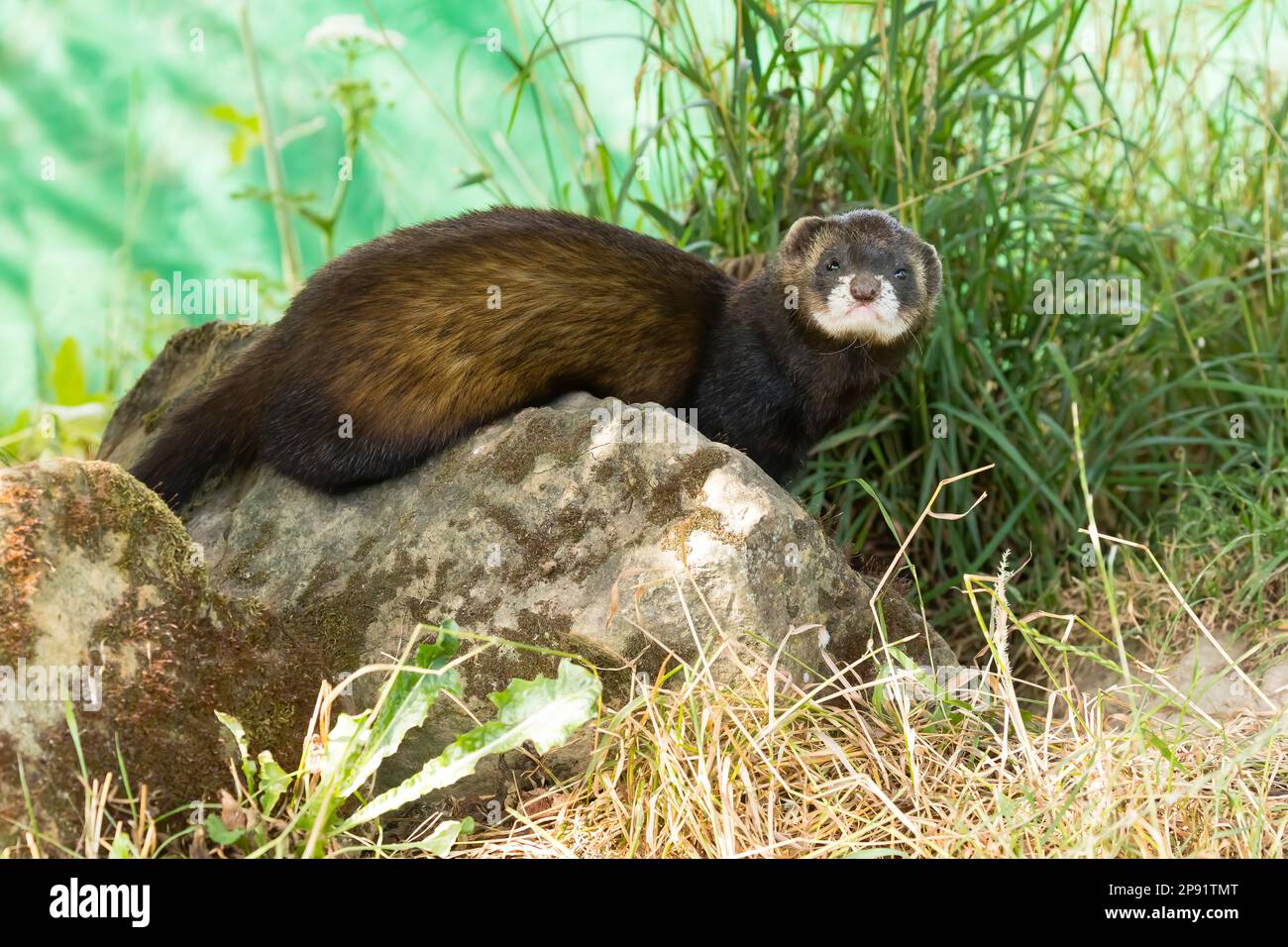 European Polecat (Mustela putorius) Standing on a Rock Stock Photo - Alamy