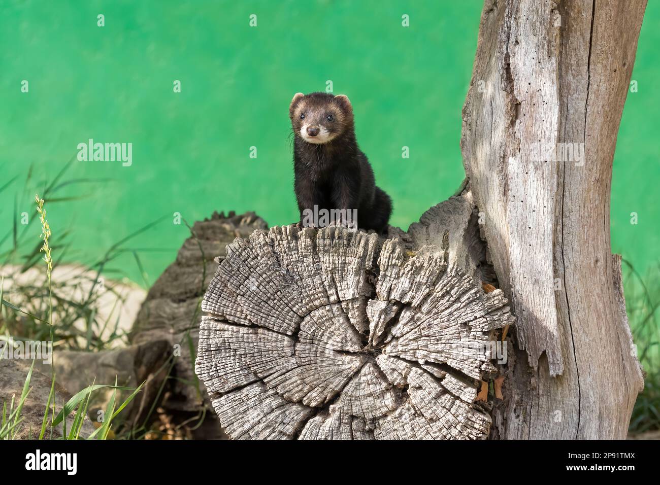 European Polecat (Mustela putorius) Standing on a Tree Stock Photo - Alamy