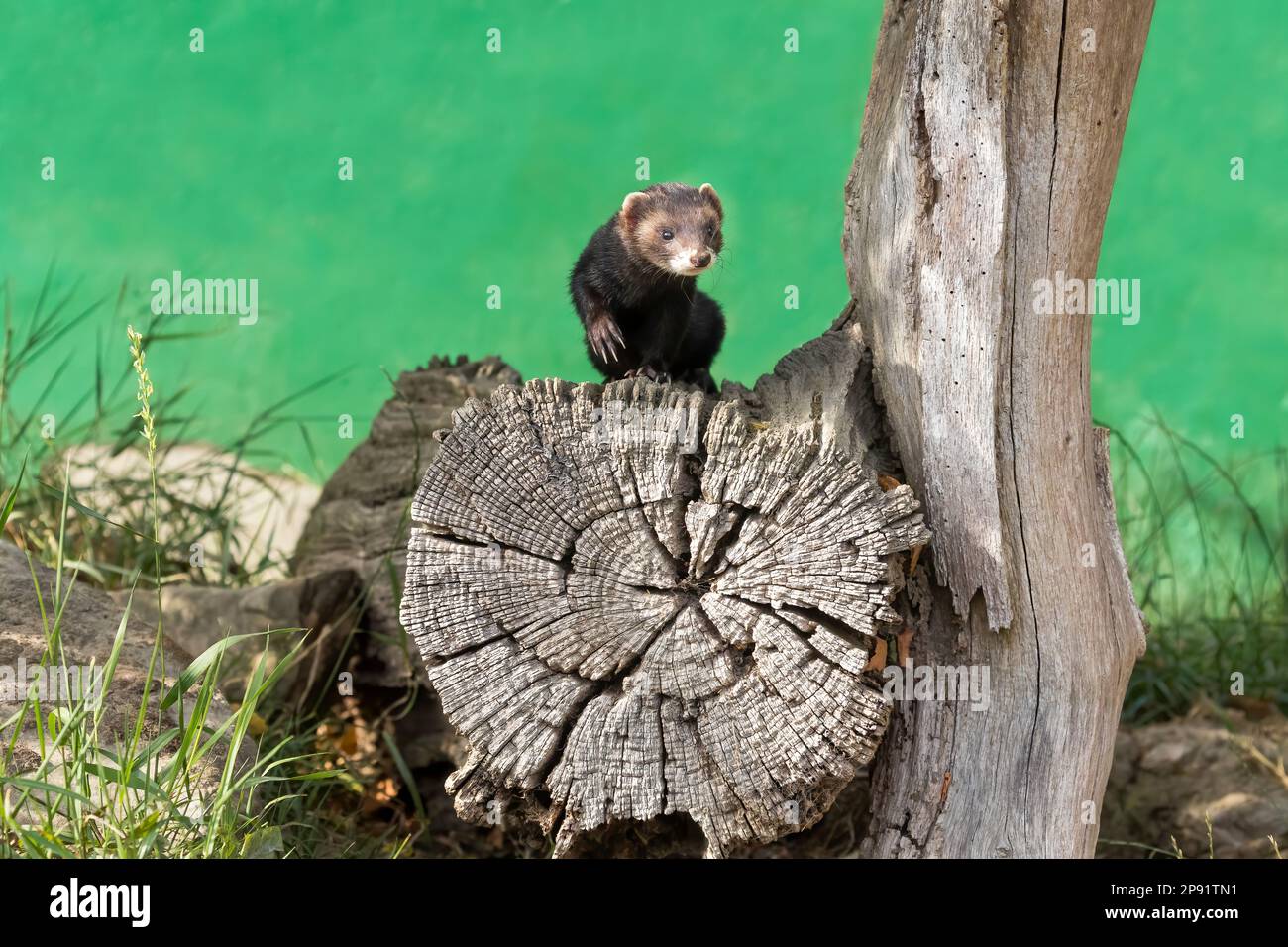 European Polecat (Mustela putorius) Standing on a Tree Stock Photo - Alamy