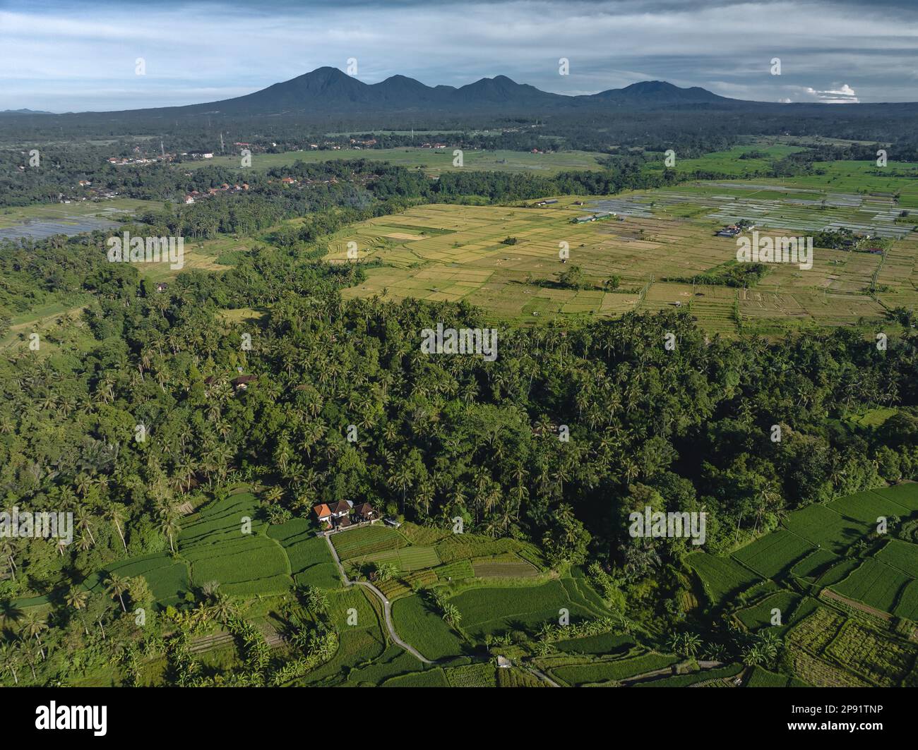 Rice Terrace and volcano in background, Ubud, Bali, Indonesia. Top view ...