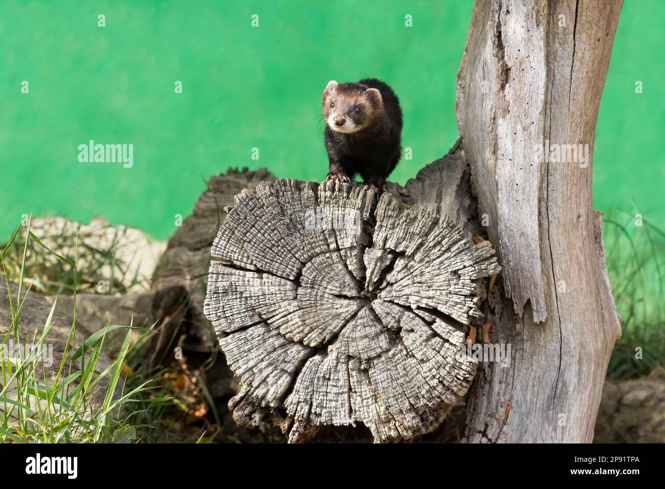 European Polecat (Mustela putorius) Standing on a Tree Stock Photo - Alamy