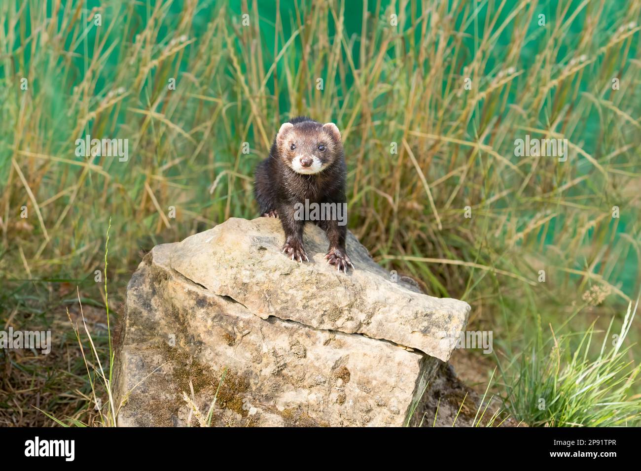 Polecat den hi-res stock photography and images - Alamy