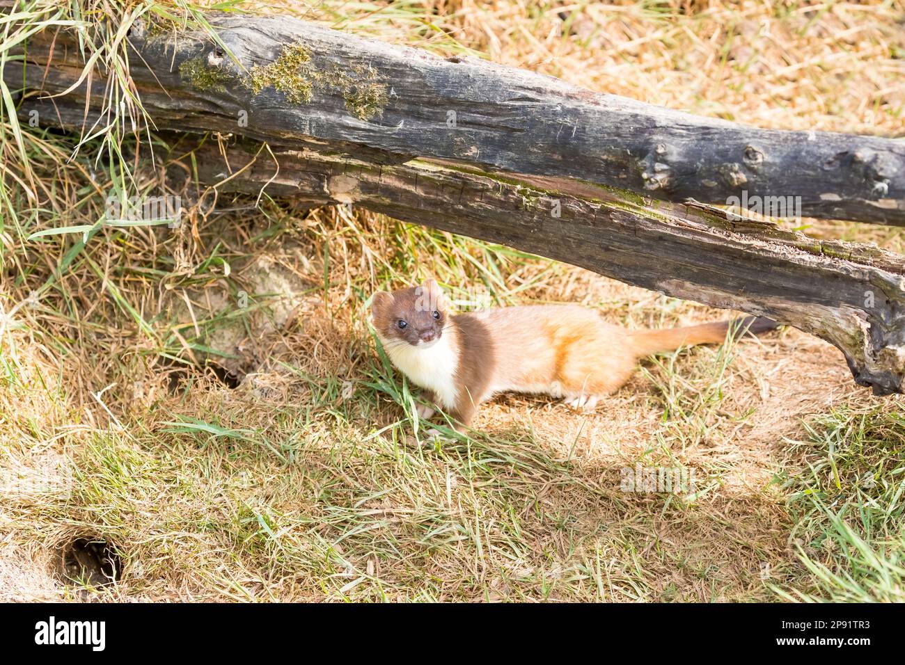 Beringian ermine hi-res stock photography and images - Alamy