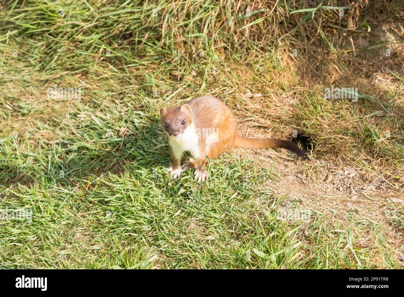 Beringian ermine hi-res stock photography and images - Alamy