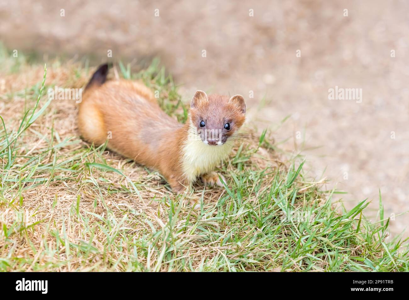 Stoat (Mustela erminea) Standing On Farmland Stock Photo - Alamy