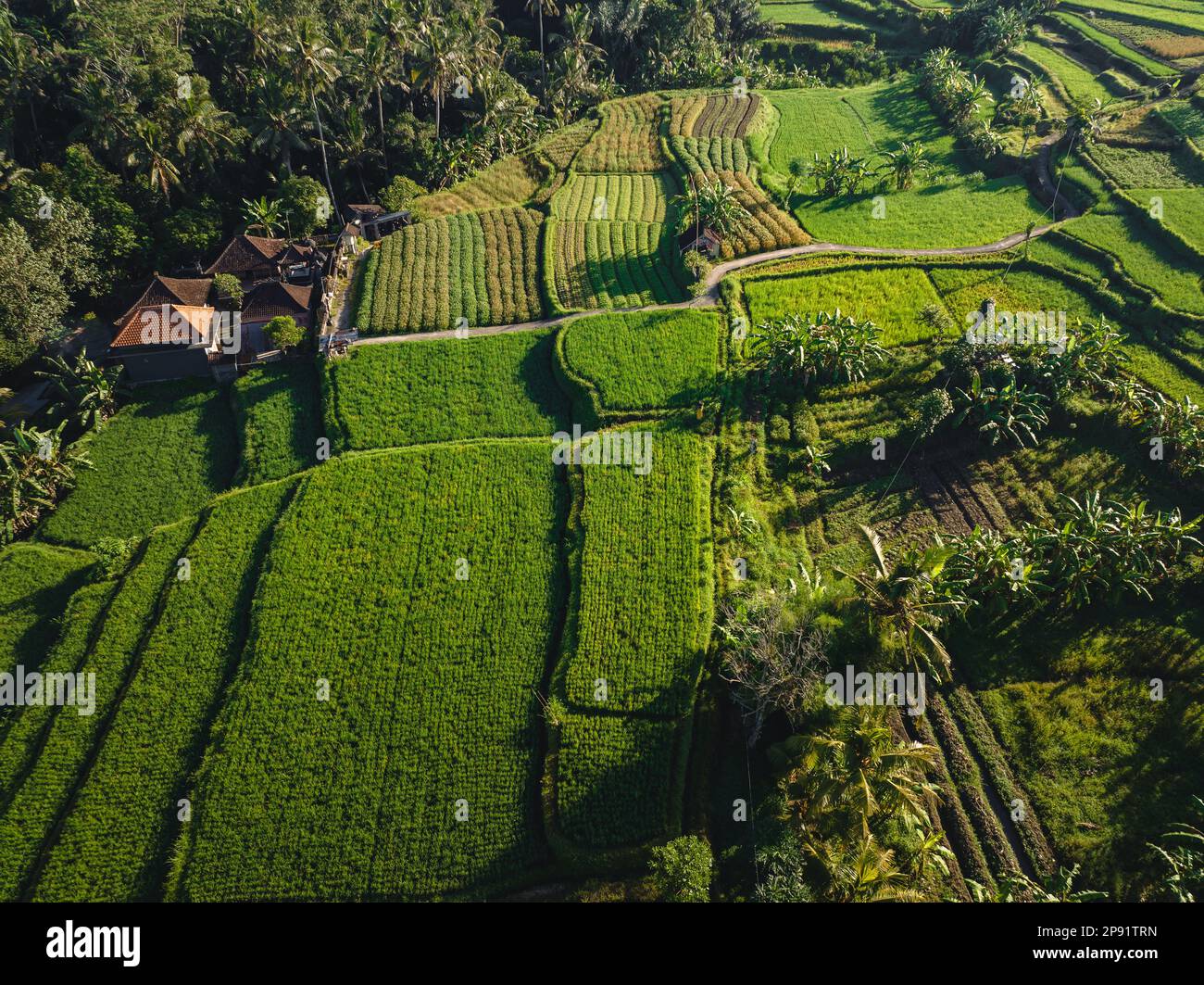 Rice Terrace, Ubud, Bali, Indonesia. Top view Stock Photo - Alamy