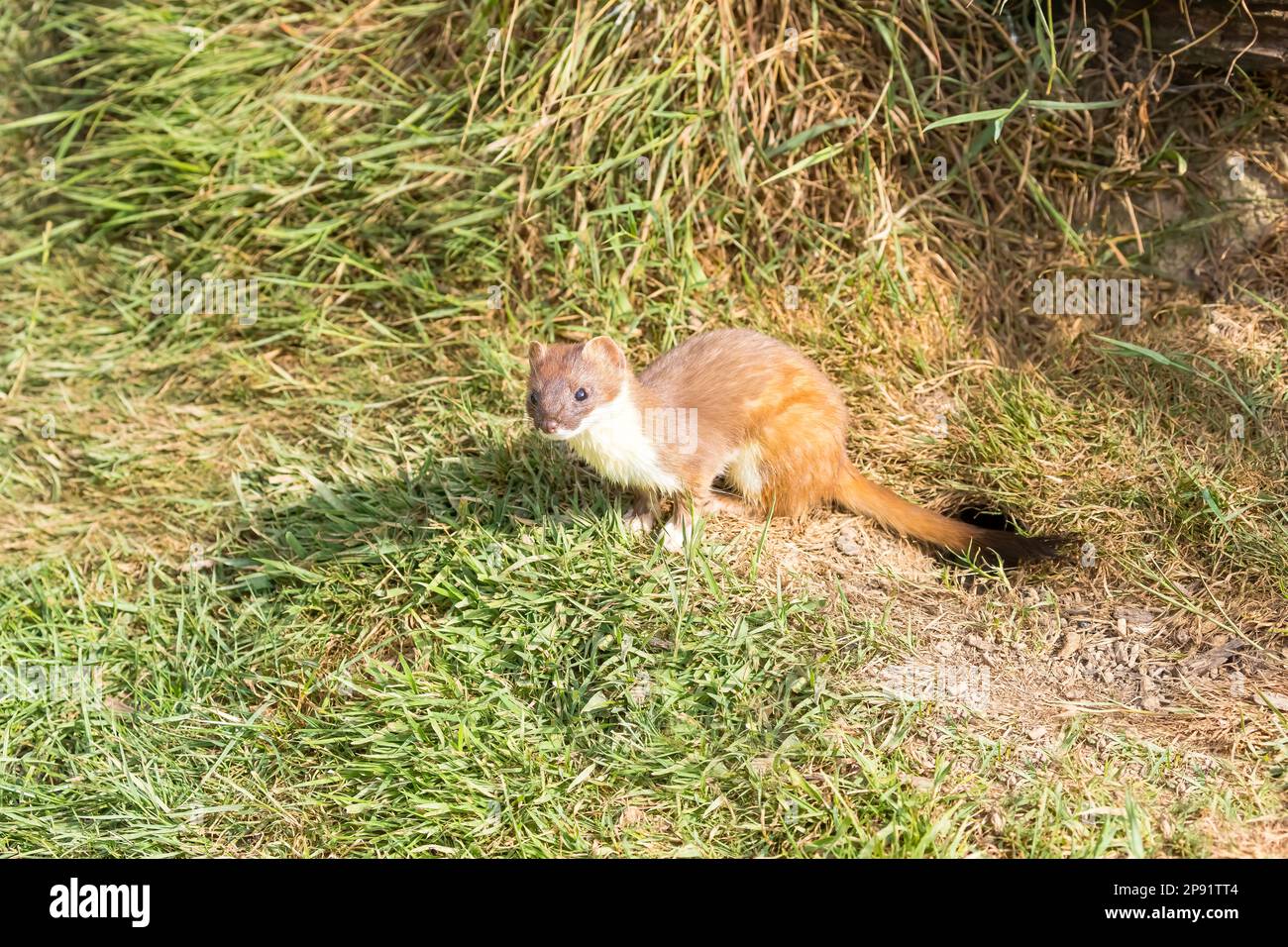 Beringian ermine hi-res stock photography and images - Alamy