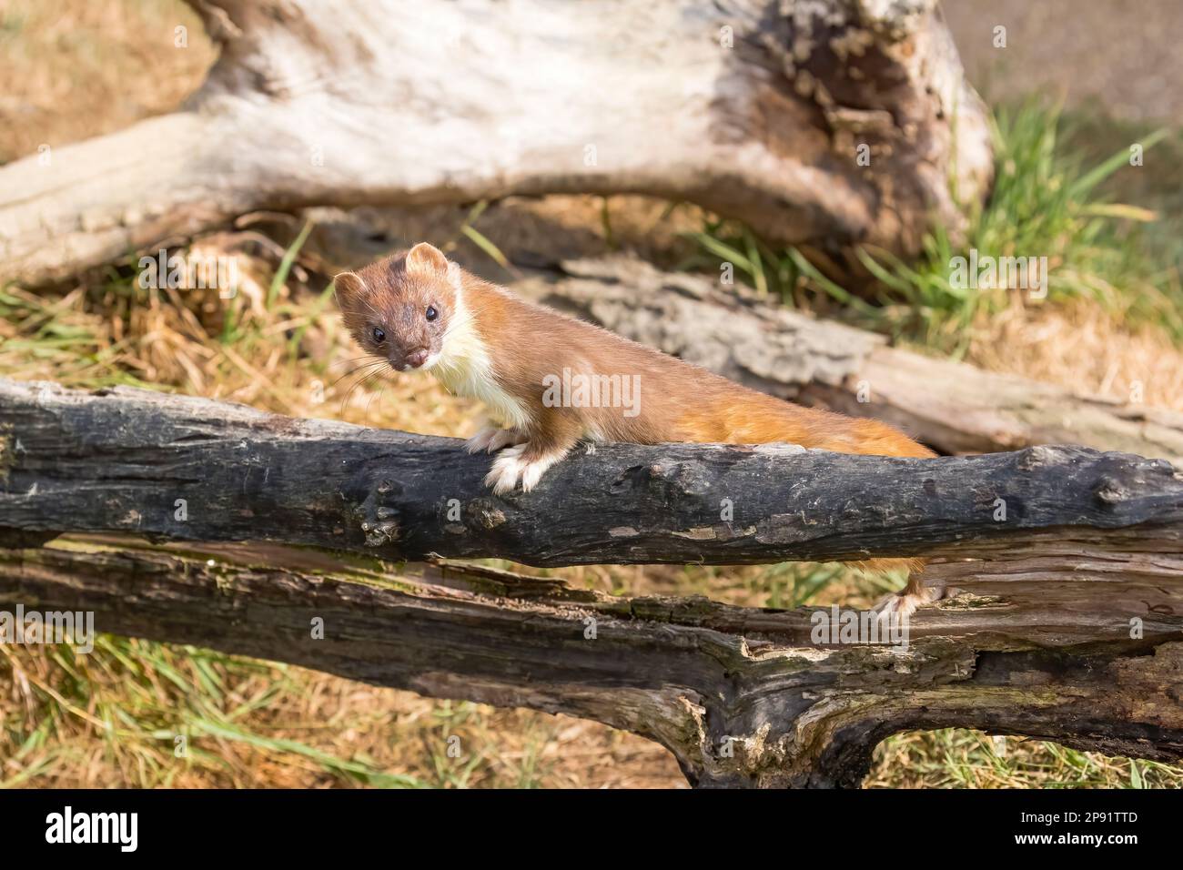 Stoat (Mustela erminea) Standing on a Tree Stock Photo - Alamy
