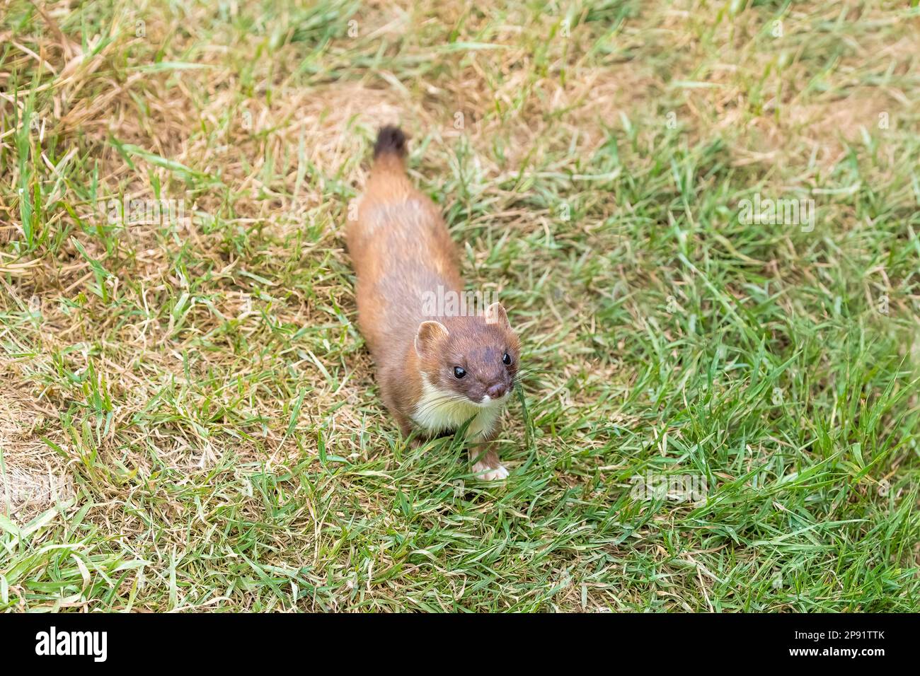 Stoat (Mustela erminea) Standing On Farmland Stock Photo - Alamy