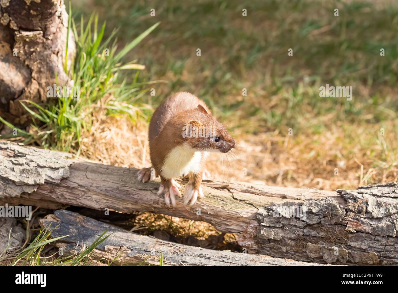Stoat (Mustela erminea) Standing on a Tree Stock Photo - Alamy