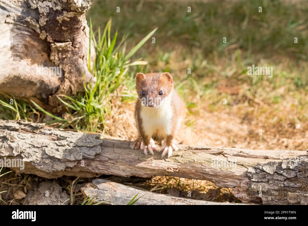 Stoat (Mustela erminea) Standing on a Tree Stock Photo - Alamy