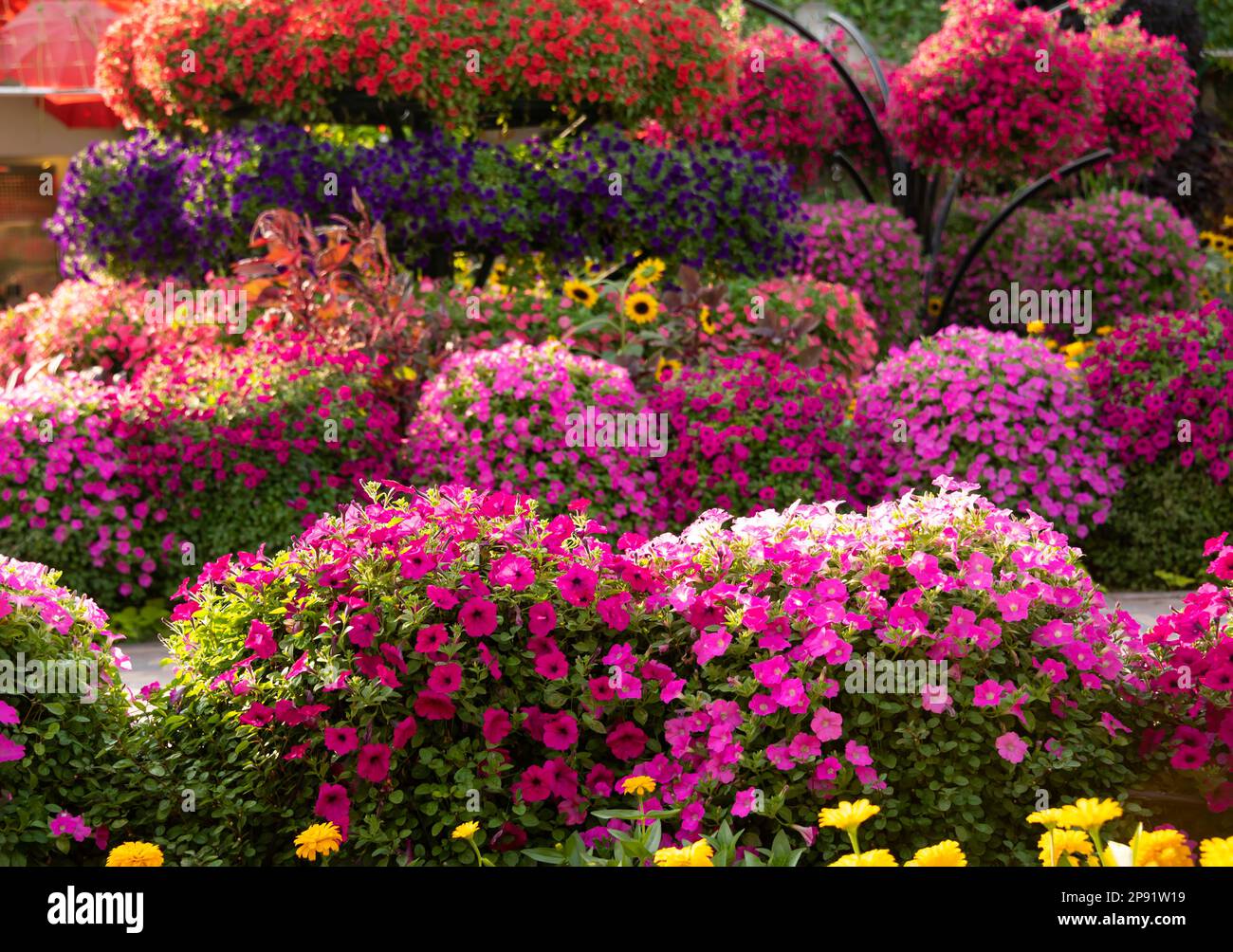 Beautiful garden or park with many colorful petunias and other flowers ...