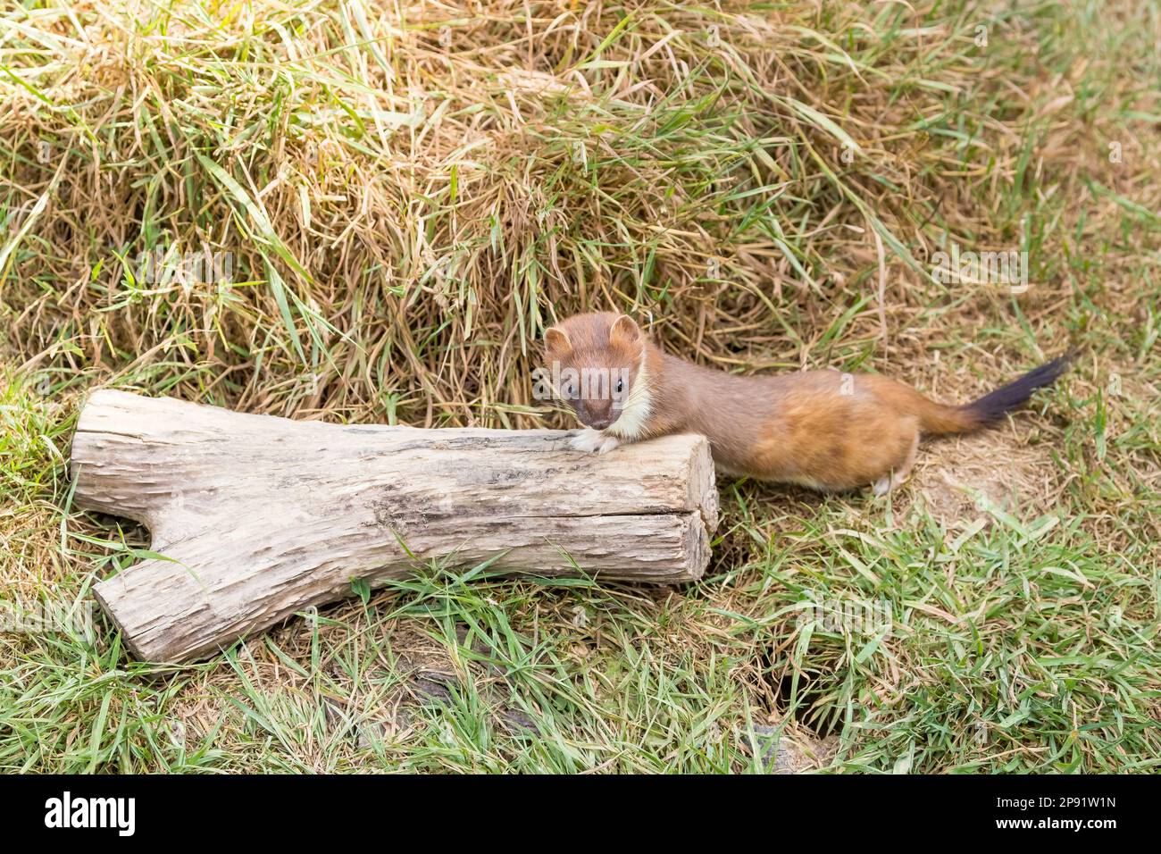 Stoat (Mustela erminea) Standing on a Tree near its Burrow Stock Photo ...