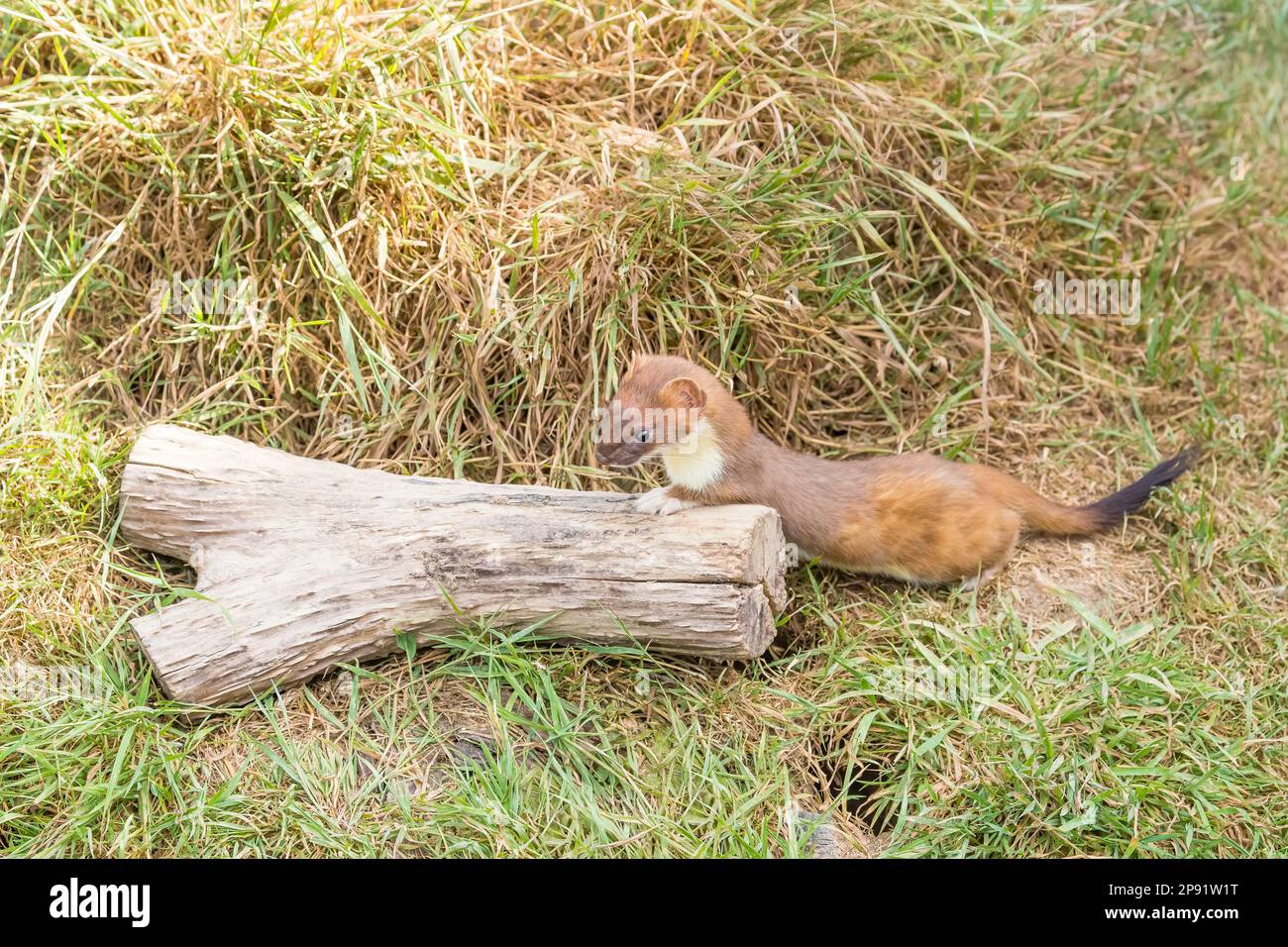 Beringian ermine hi-res stock photography and images - Alamy