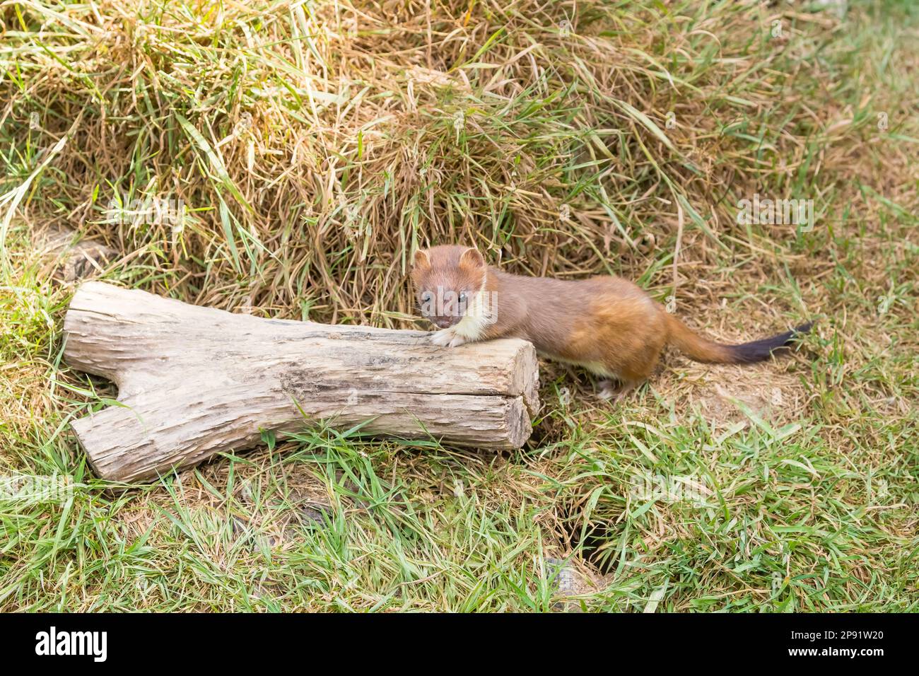 Beringian ermine hi-res stock photography and images - Alamy