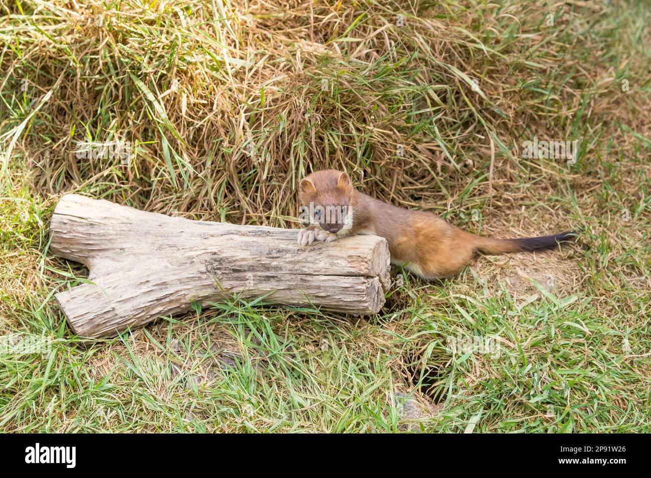Beringian ermine hi-res stock photography and images - Alamy