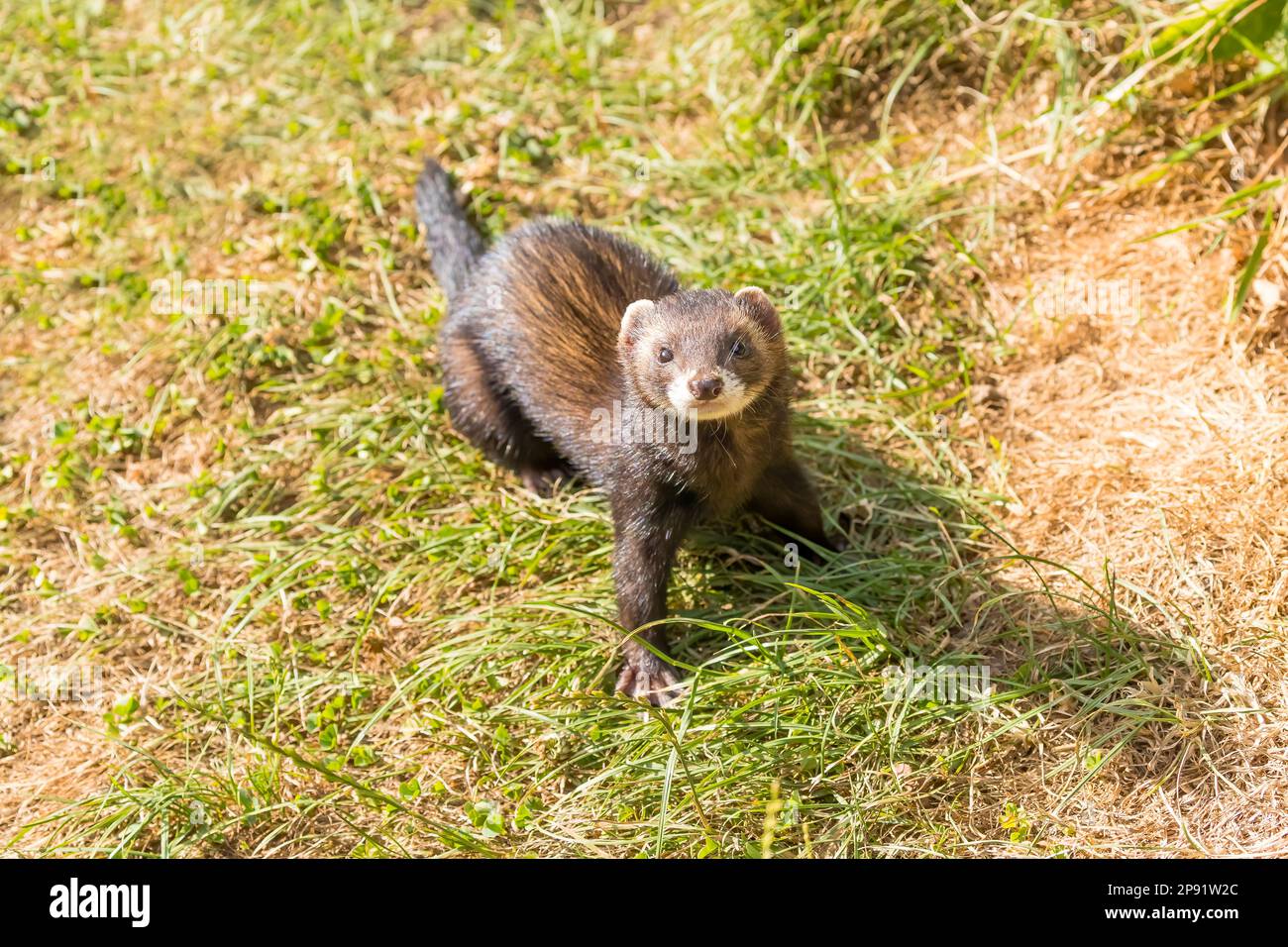 European polecat in the forest hi-res stock photography and images - Alamy