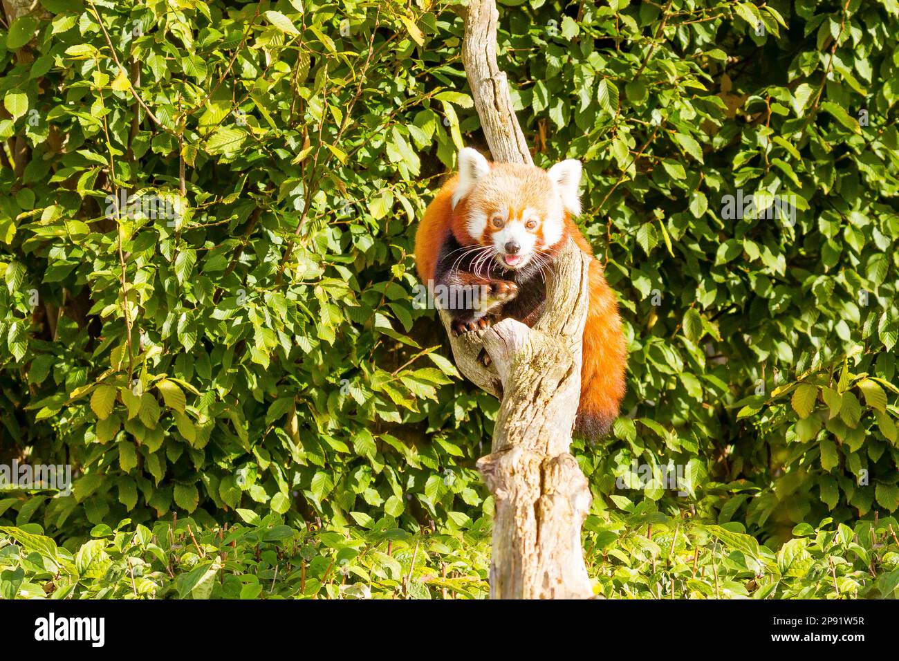 Ailurus fulgens on trees hi-res stock photography and images - Alamy
