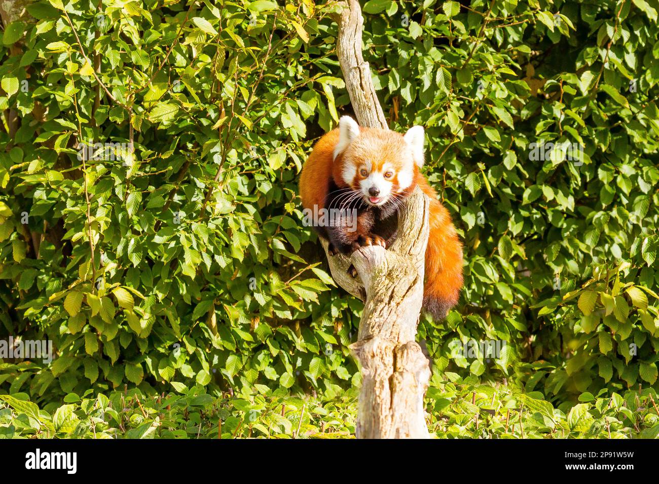 Red Panda (Ailurus fulgens) On a Tree Stock Photo - Alamy