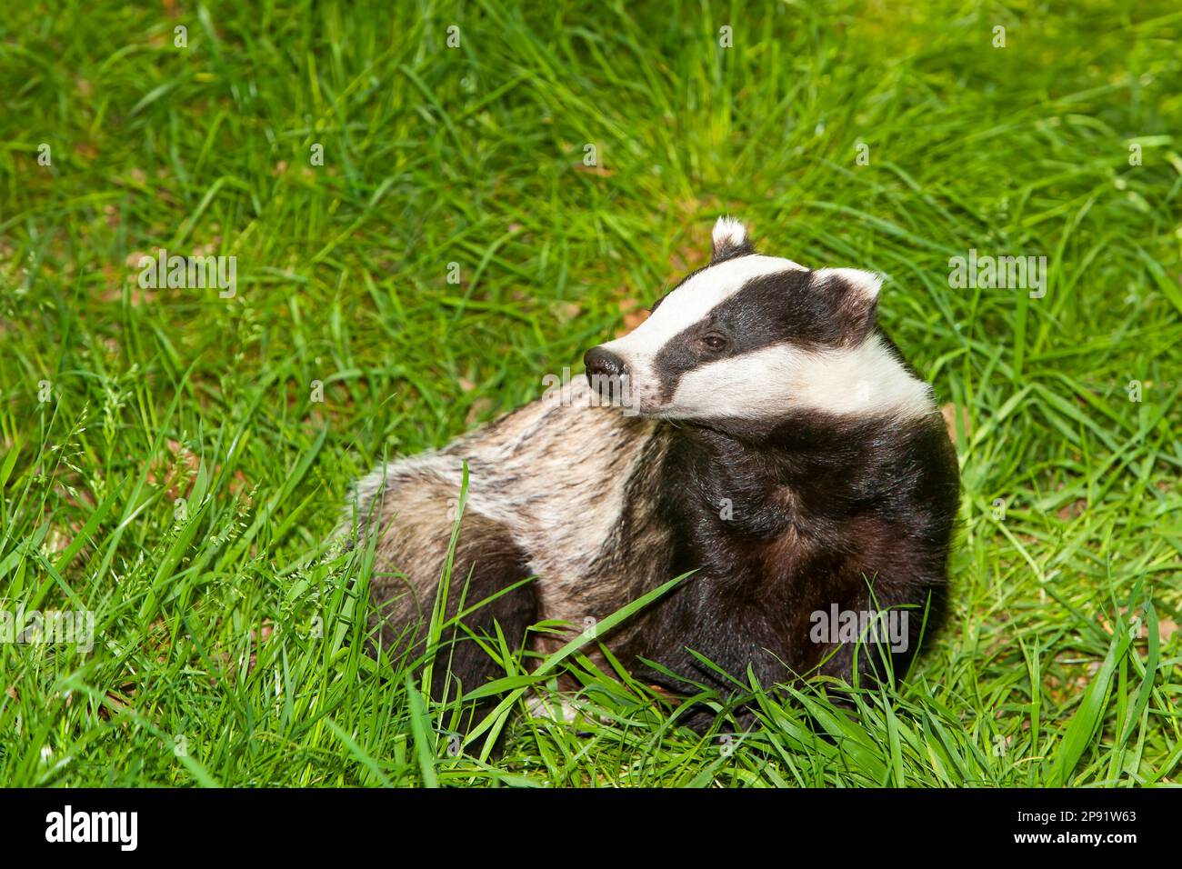 Badgers (Meles meles) Two Badgers together Stock Photo - Alamy