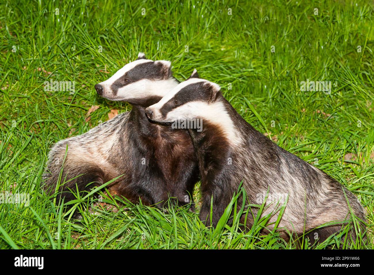 Badgers (Meles meles) Two Badgers together Stock Photo - Alamy