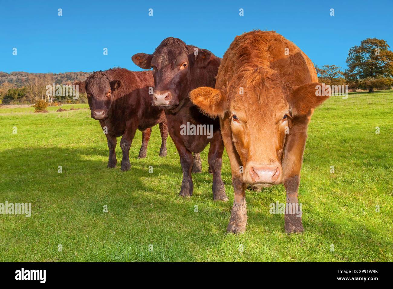 Domestic Cattle (Bos primigenius Bos taurus) Three Cows together on ...