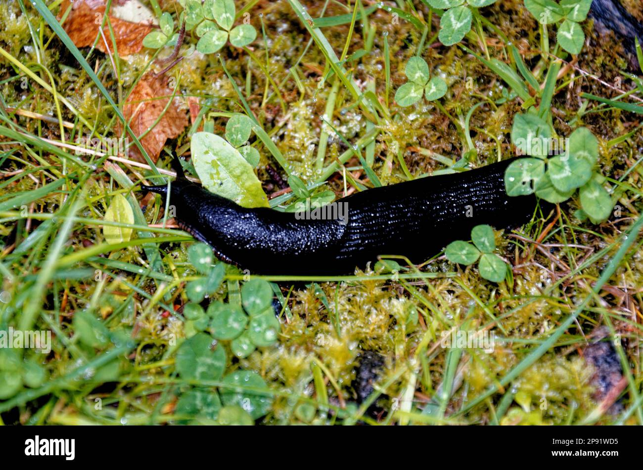 The black form of the large black slug (Arion ater) from above. Black Slug, Black Arion ...