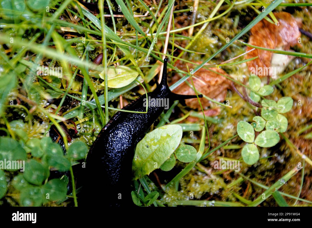 The black form of the large black slug (Arion ater) from above. Black ...