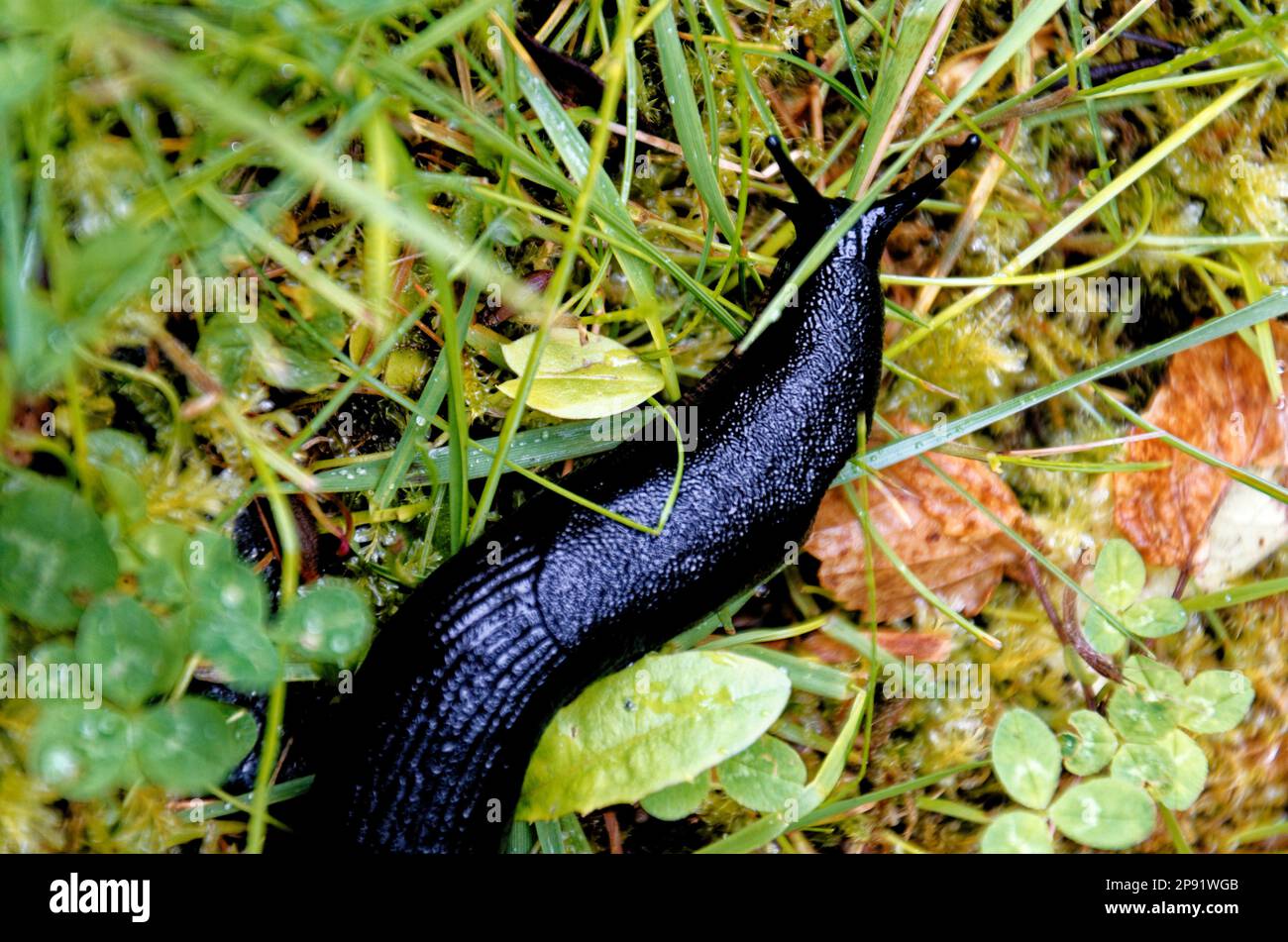 The black form of the large black slug (Arion ater) from above. Black Slug, Black Arion ...