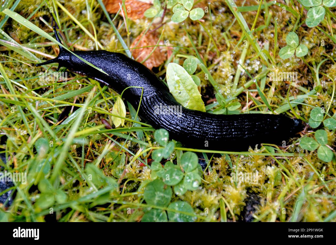 The black form of the large black slug (Arion ater) from above. Black Slug, Black Arion ...