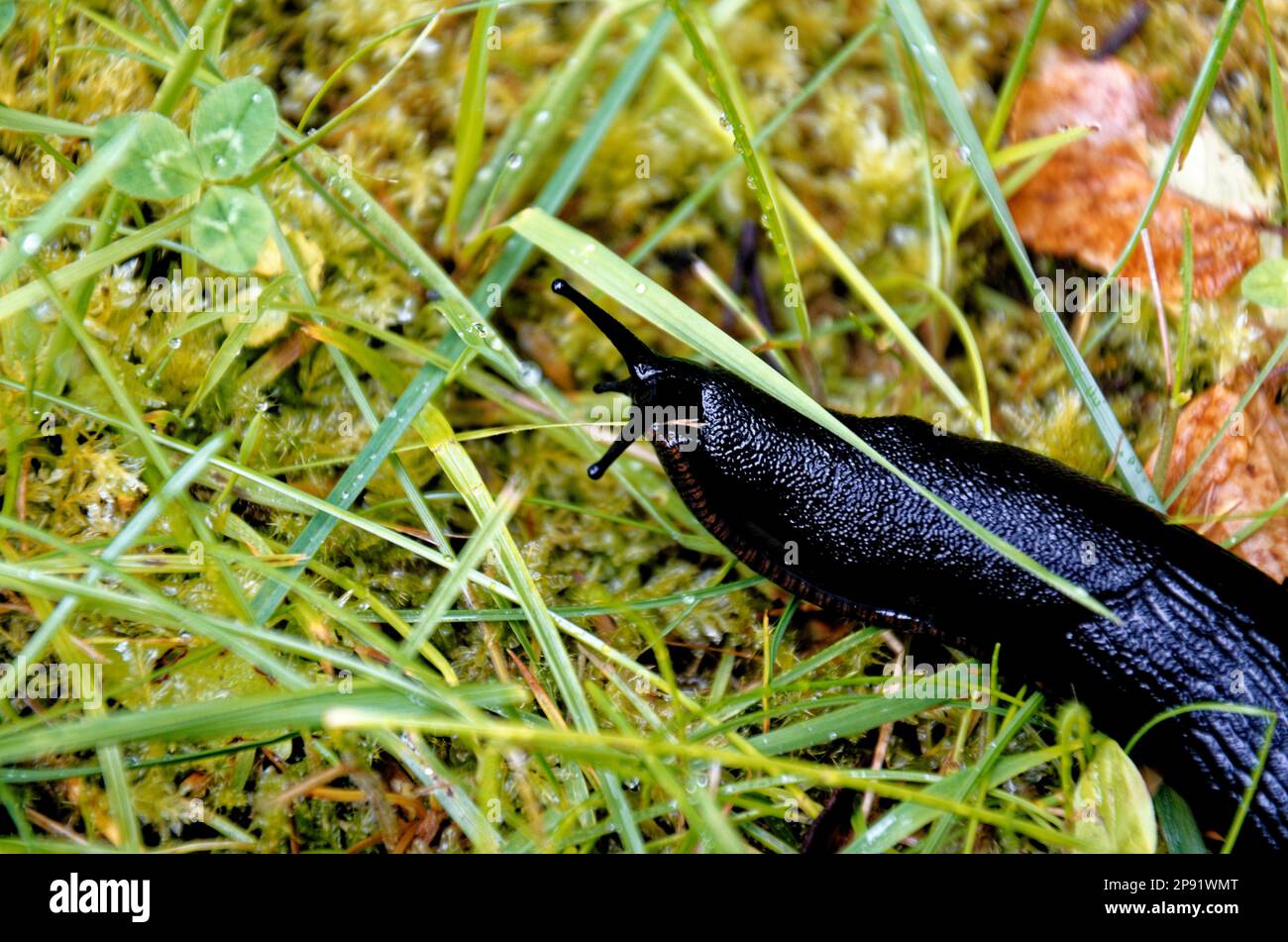 The black form of the large black slug (Arion ater) from above. Black ...