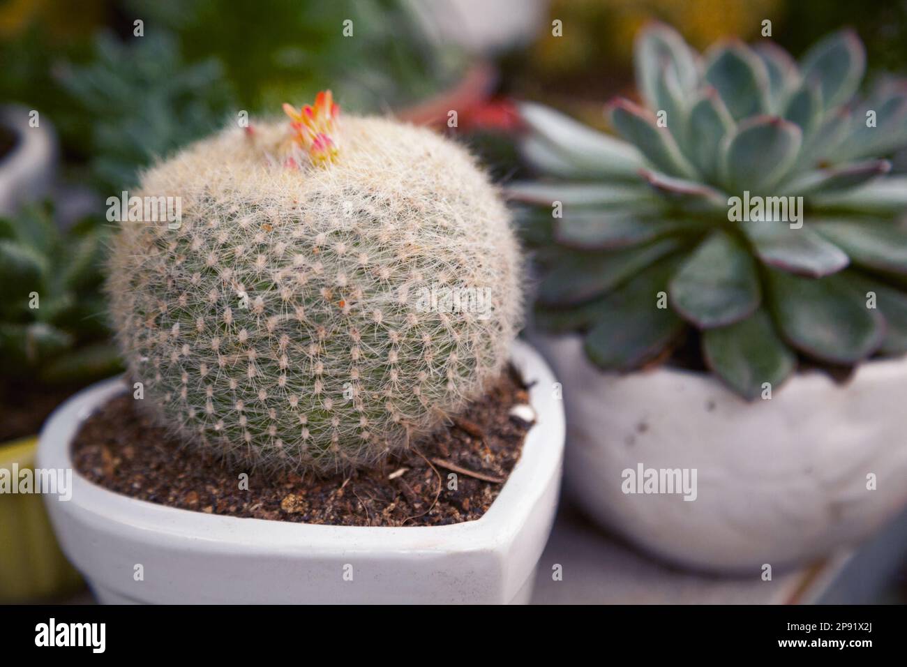 Cute little round cactus and succulent plants blurred background. Two ...
