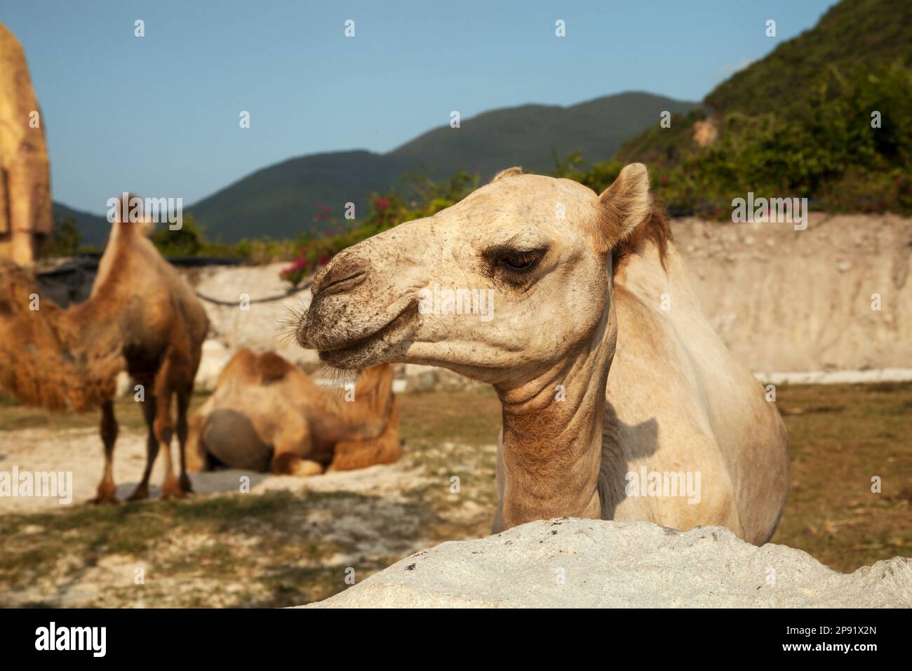 Dromedary camel head close-up portrait. Group of Bactrian and Dromedary ...