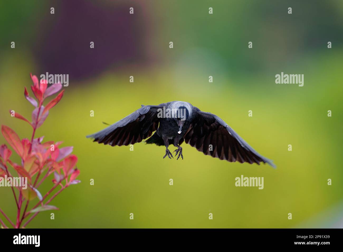 Swooping hi-res stock photography and images - Alamy