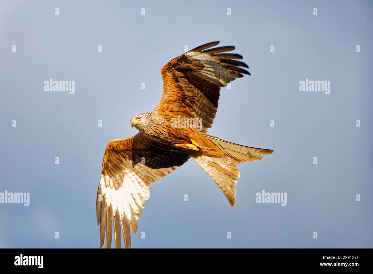 Silver kite hi-res stock photography and images - Alamy