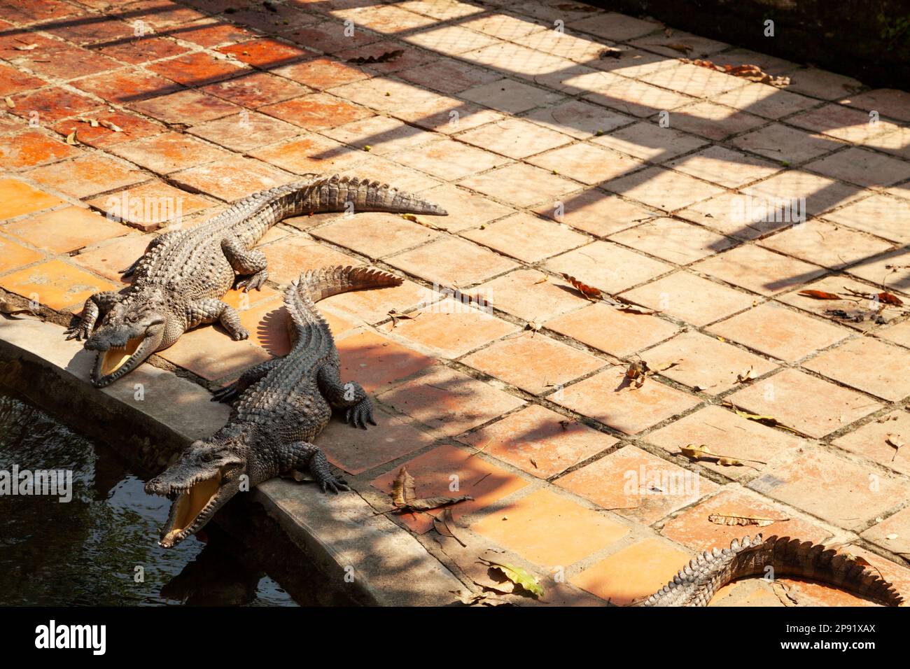 Couple of crocodiles with open jaws lying on a pond edge. Group of ...