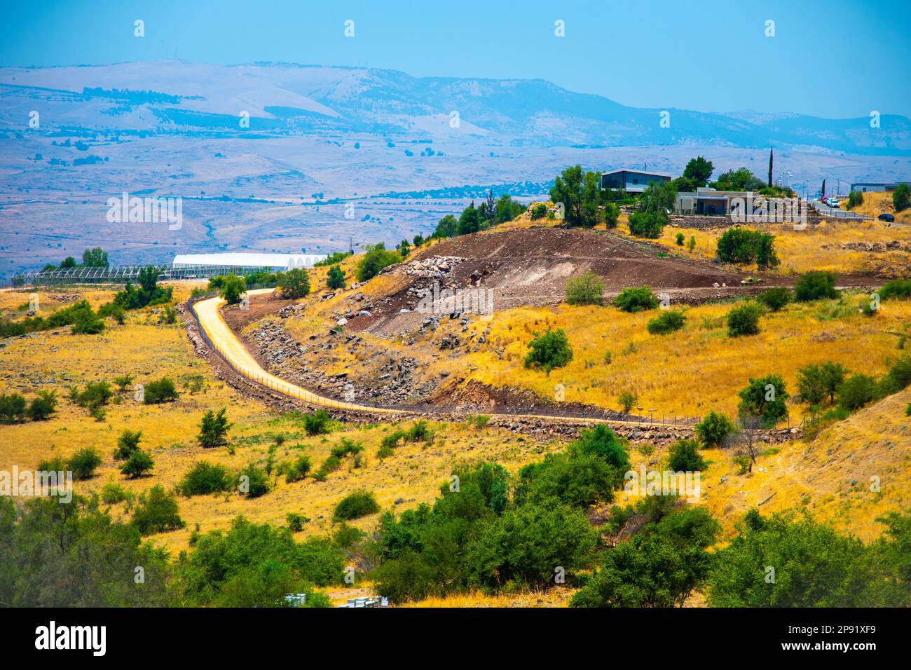 This stunning landscape features a vibrant array of yellow flowers ...