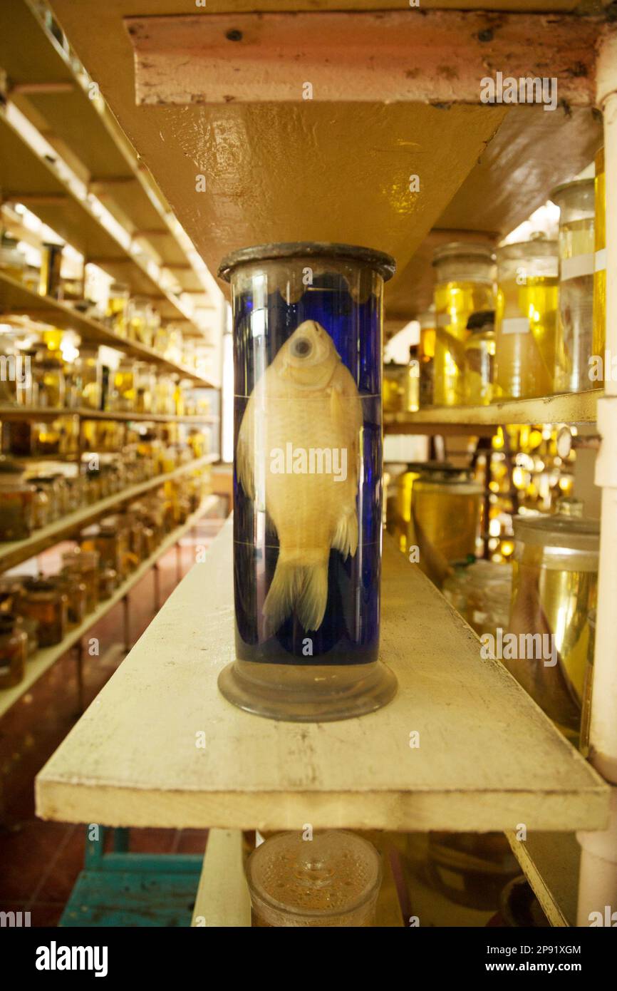 Specimen jars museum of hi-res stock photography and images - Alamy