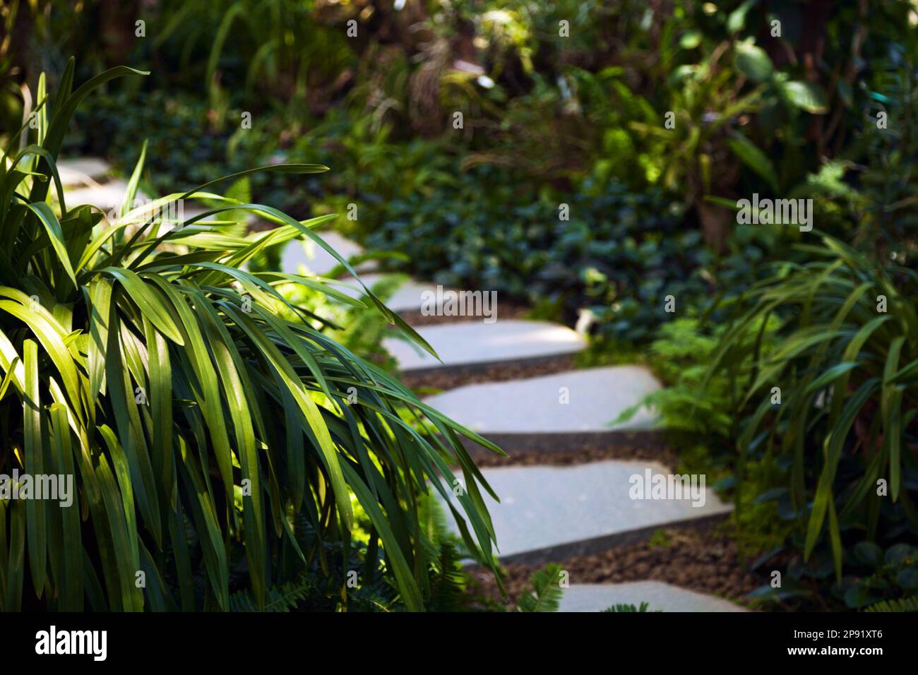 Stone paved path in the green garden. Narrow road in a forest ...