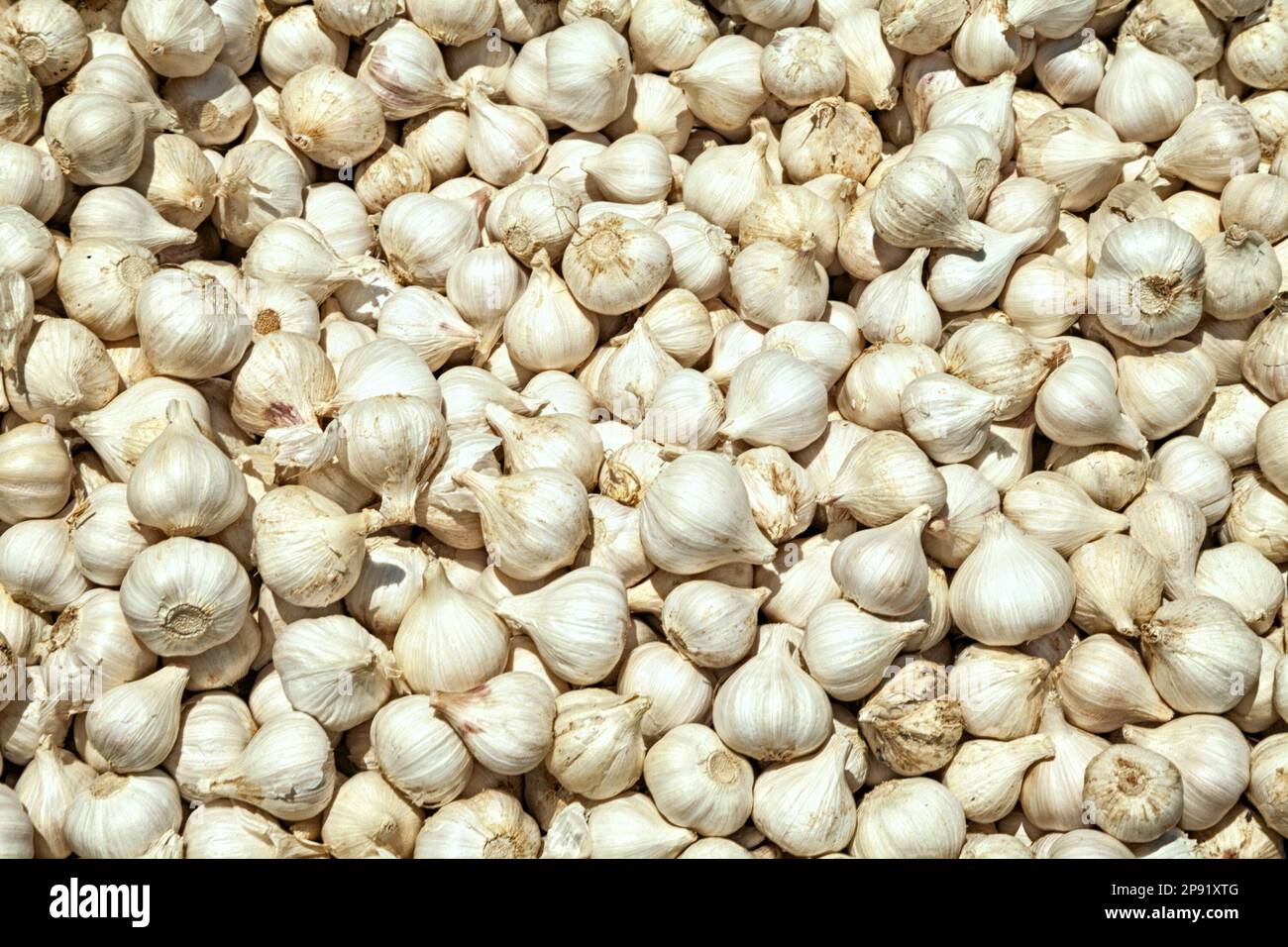 Pile of raw whole garlic background. Many garlic bulbs for sale at a ...