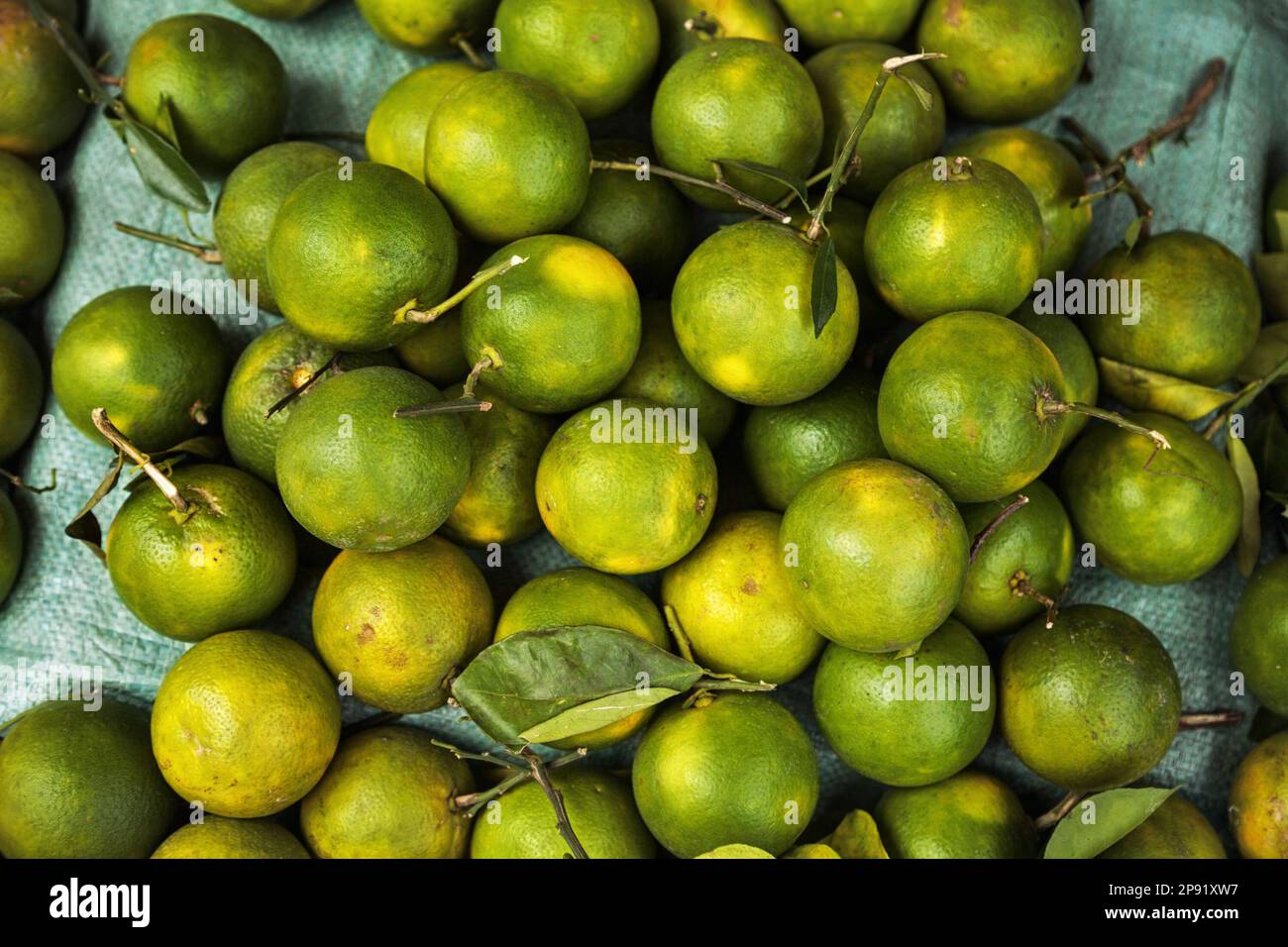 Pile of green unripe oranges background. Many tropical citrus fruit for ...