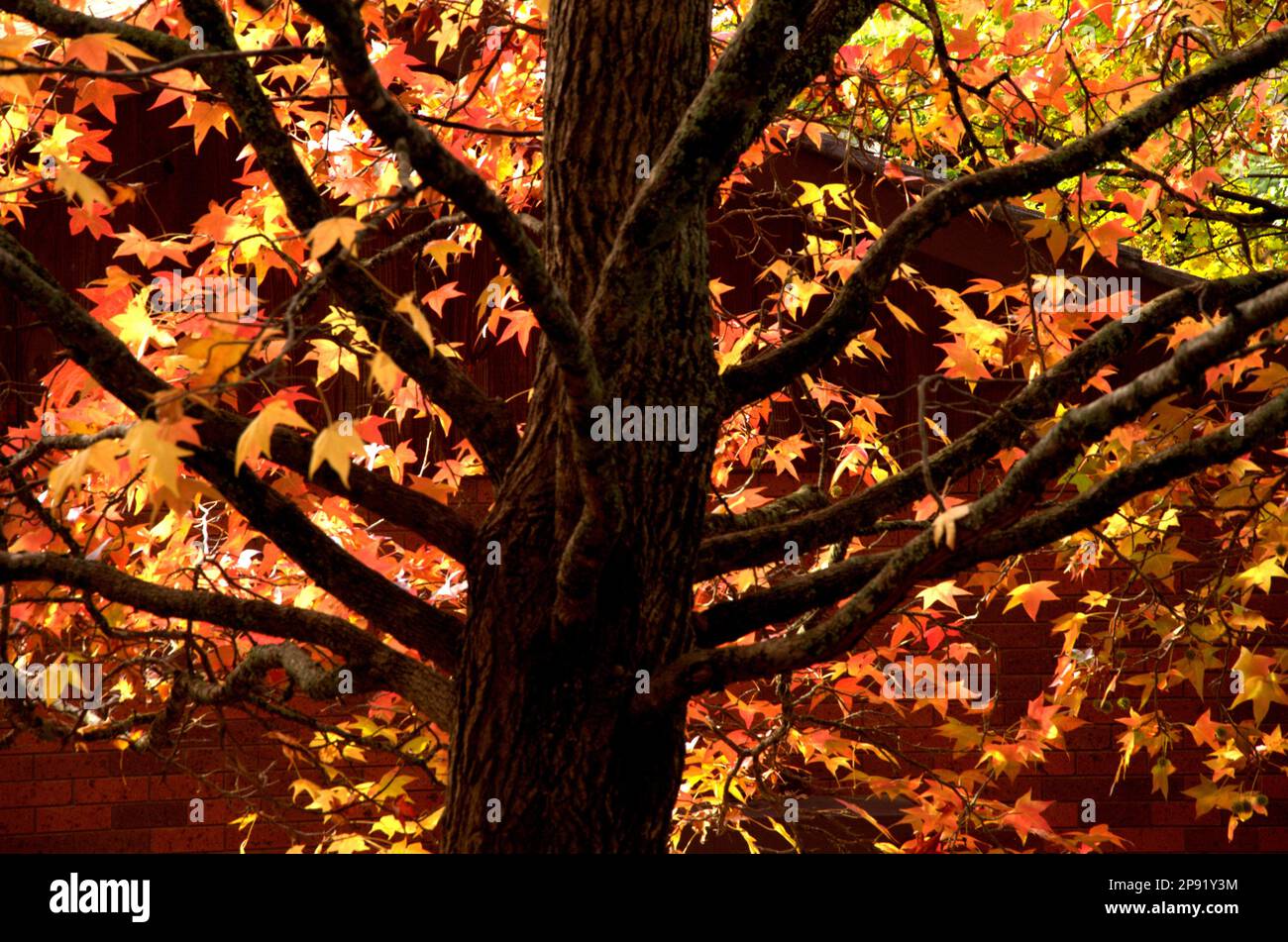 Amber tree bright hi-res stock photography and images - Alamy