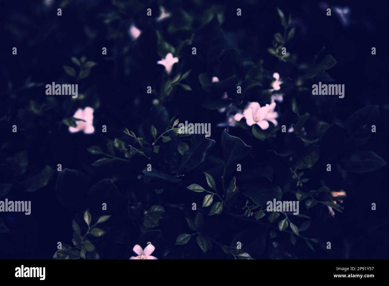 Bush foliage with white flowers in a garden at night. Dark blurry noir ...