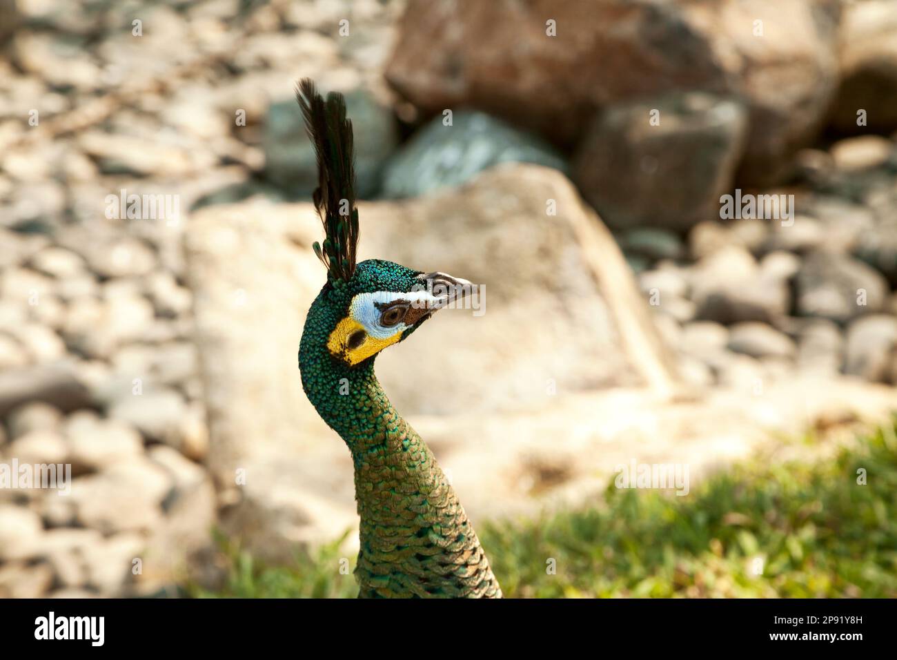 Green peafowl hi-res stock photography and images - Alamy