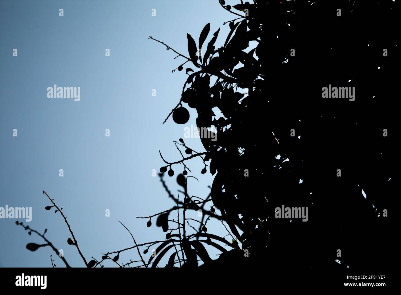 Tree silhouette pattern abstract background. Black foliage and fruit ...