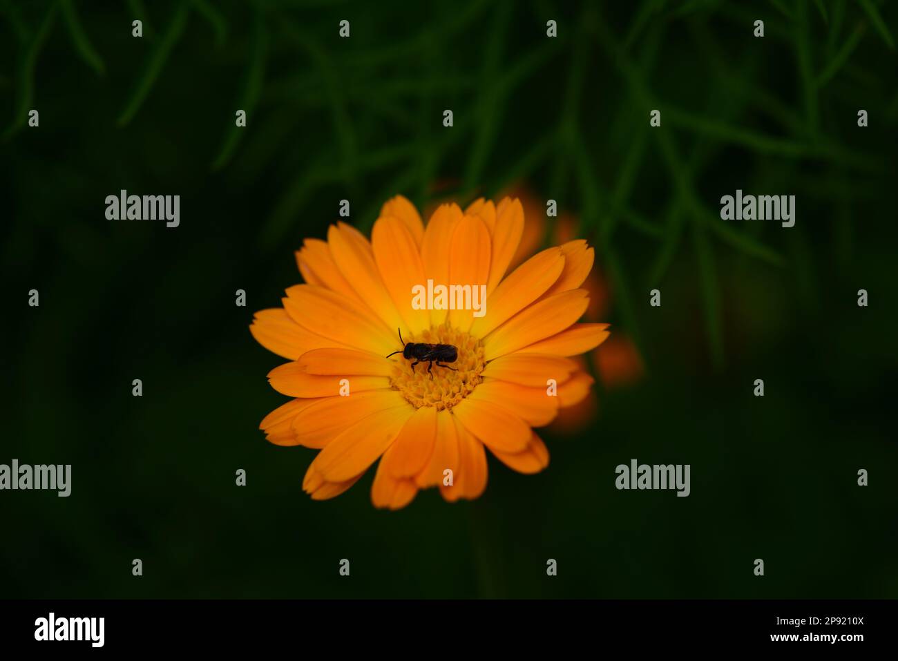 Orange marigold flower, marigold officinalis.Insect collecting nectar ...