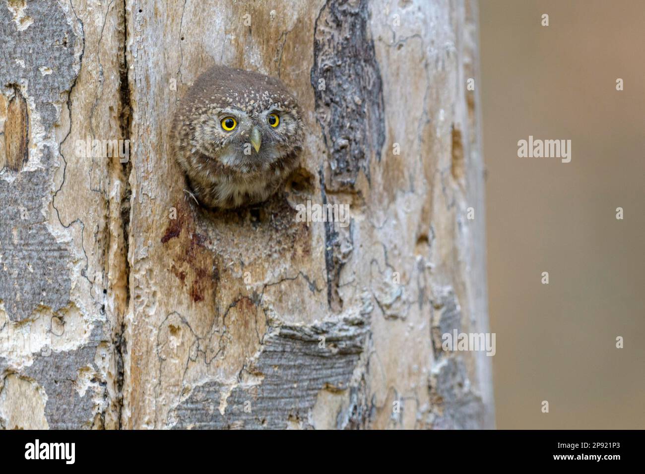 Pygmy Owl (Glaucidium passerinum), female looking out of nest cavity ...
